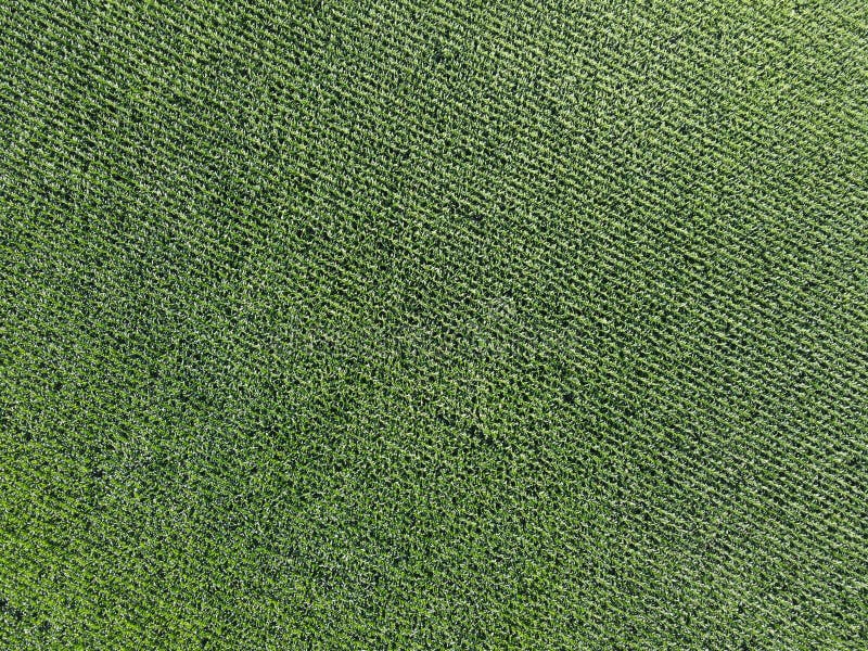 Extensive Corn Fields, Top View. Green Farm Fields, Landscape Stock ...
