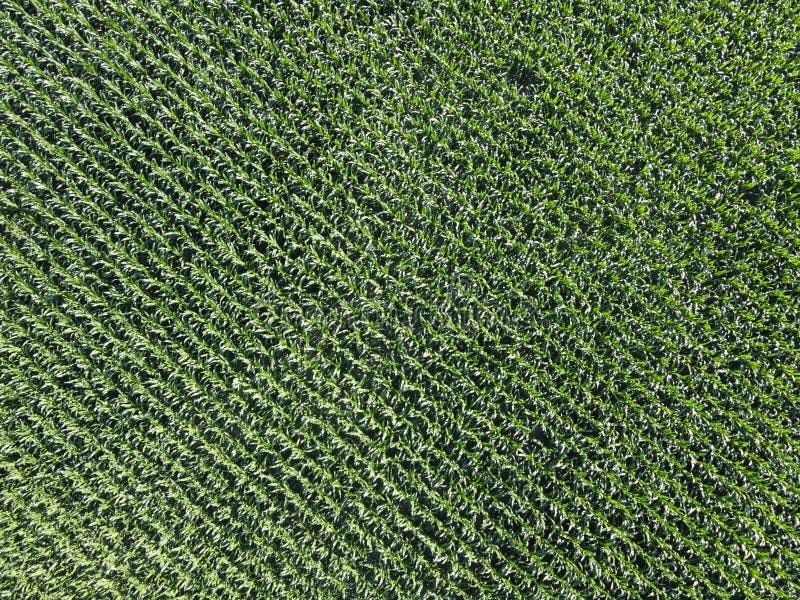 Extensive Corn Fields, Top View. Green Farm Fields, Landscape Stock ...