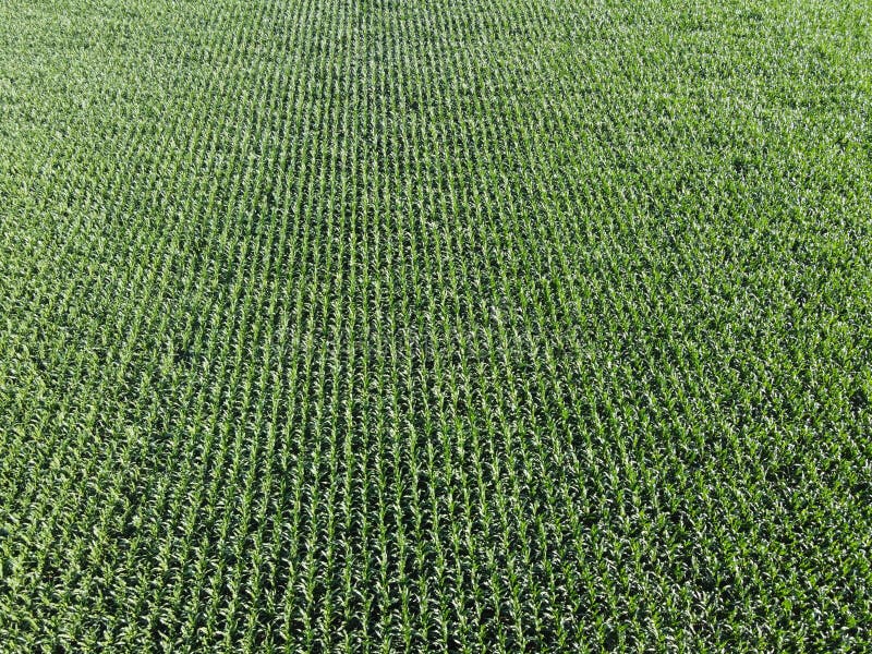 Extensive Corn Fields, Top View. Green Farm Fields, Landscape Stock ...
