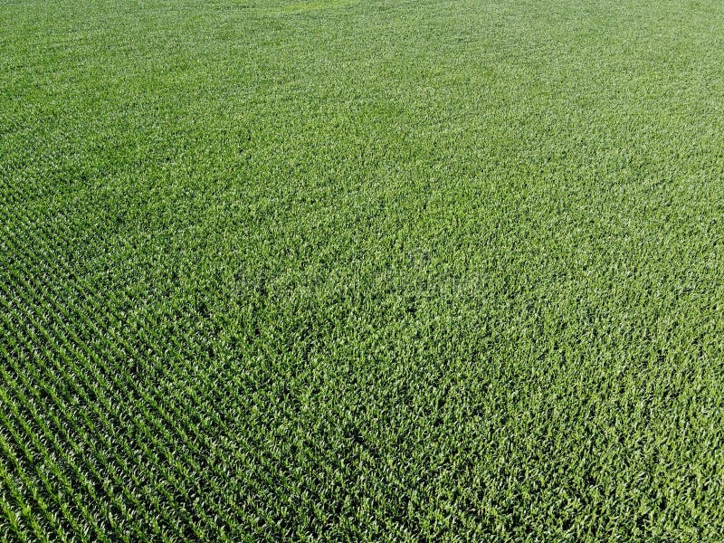 Extensive Corn Fields, Top View. Green Farm Fields, Landscape Stock ...