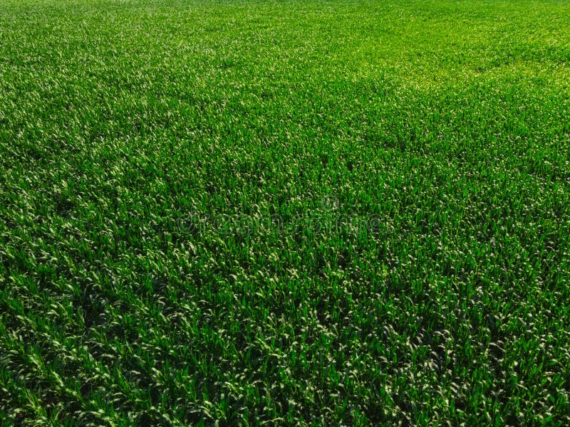 Extensive Corn Fields, Top View. Green Farm Fields, Landscape Stock ...