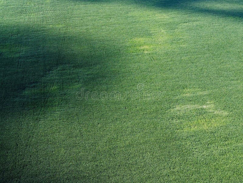 Extensive Corn Fields, Top View. Green Farm Fields, Landscape Stock ...