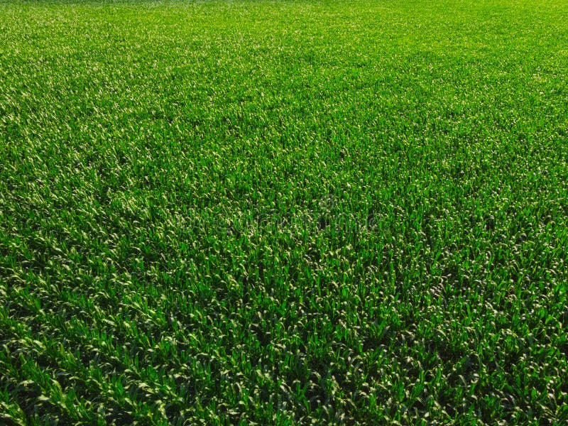 Extensive Corn Fields, Top View. Green Farm Fields, Landscape Stock ...