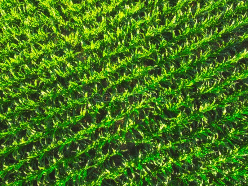 Extensive Corn Fields, Top View. Green Farm Fields, Landscape Stock ...