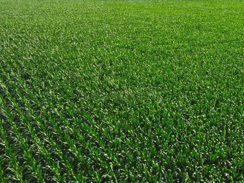 Extensive Corn Fields, Top View. Green Farm Fields, Landscape Stock ...