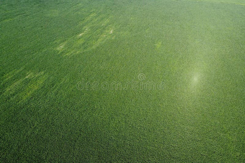 Extensive Corn Fields, Top View. Green Farm Fields, Landscape Stock ...