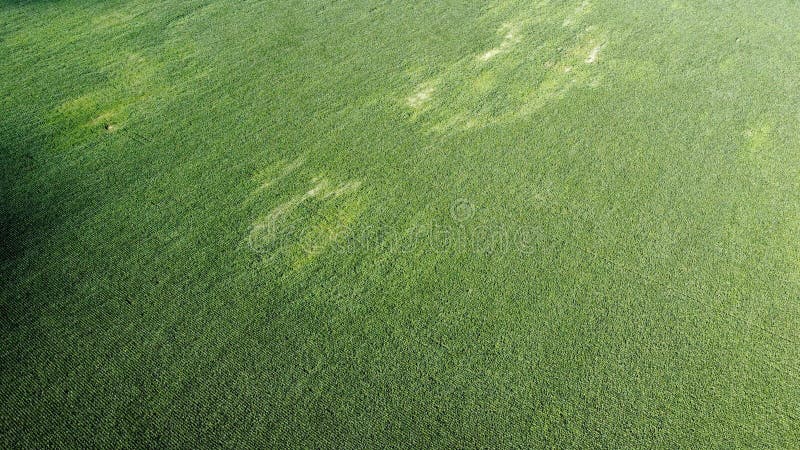 Extensive Corn Fields, Top View. Green Farm Fields, Landscape Stock ...