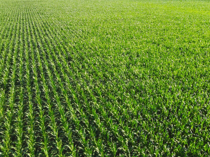 Extensive Corn Fields, Top View. Green Farm Fields, Landscape Stock ...