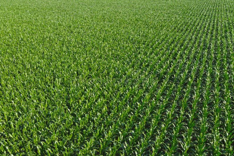 Extensive Corn Fields, Top View. Green Farm Fields, Landscape Stock ...