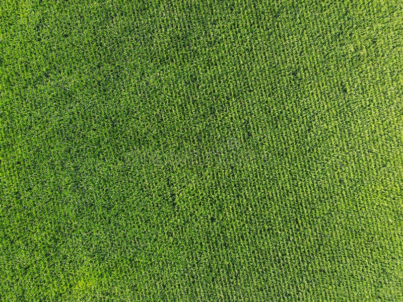 Extensive Corn Fields, Top View. Green Farm Fields, Landscape Stock ...