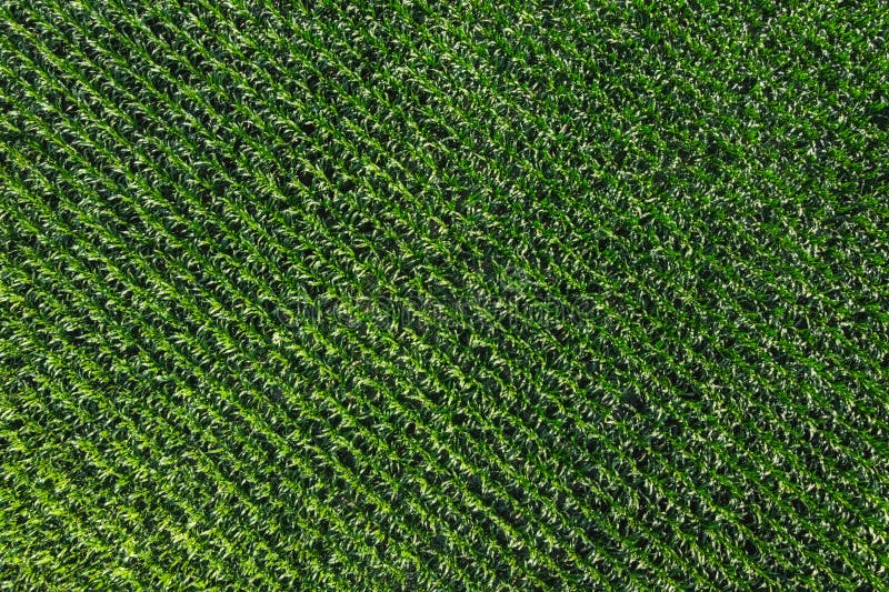 Extensive Corn Fields, Top View. Green Farm Fields, Landscape Stock ...