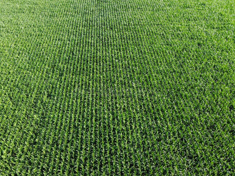 Extensive Corn Fields, Top View. Green Farm Fields, Landscape Stock ...