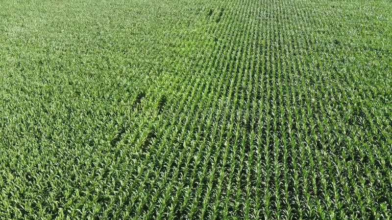 Green Fields, Top View. Agricultural Landscape on a Summer Day, Drone ...
