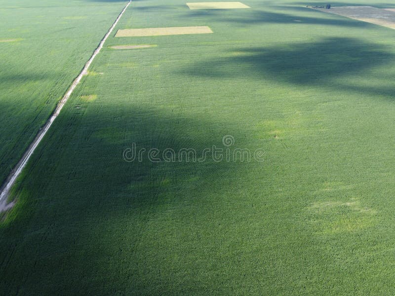 Extensive Corn Fields, Top View. Green Farm Fields, Landscape Stock ...