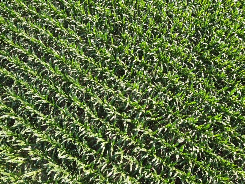 Extensive Corn Fields, Top View. Green Farm Fields, Landscape Stock ...