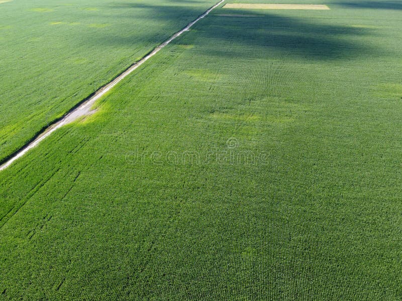 Extensive Corn Fields, Top View. Green Farm Fields, Landscape Stock ...