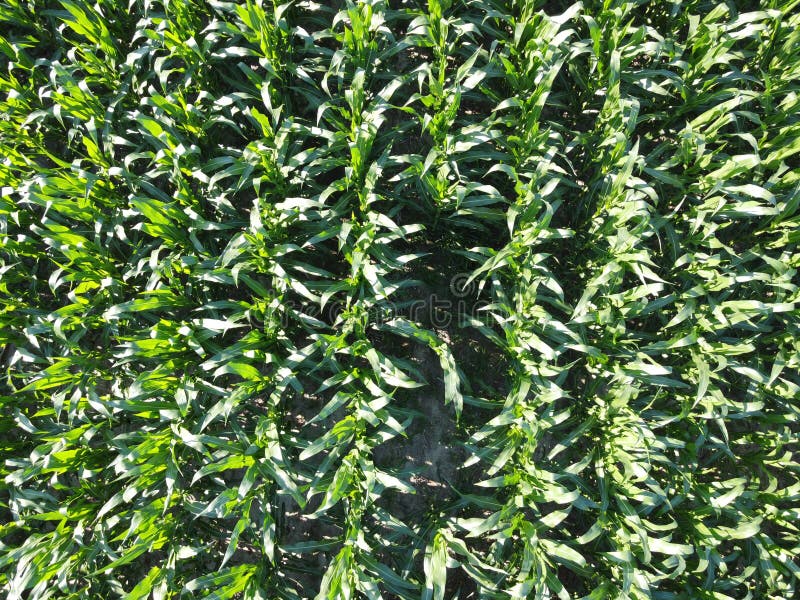 Extensive Corn Fields, Top View. Green Farm Fields, Landscape Stock ...