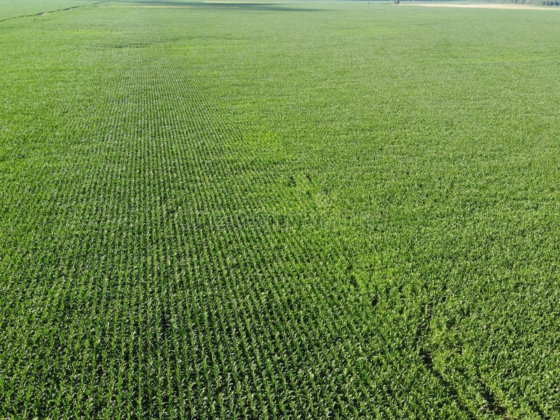 Extensive Corn Fields, Top View. Green Farm Fields, Landscape Stock ...