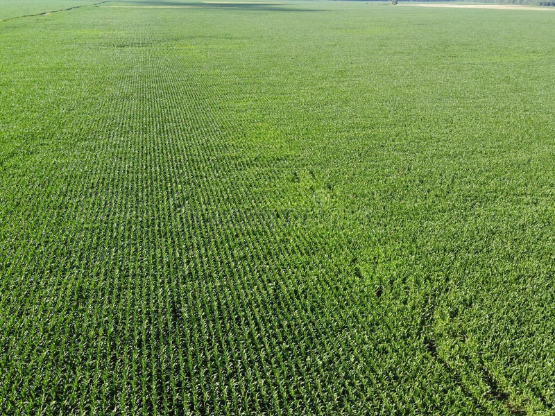 Extensive Corn Fields, Top View. Green Farm Fields, Landscape Stock ...