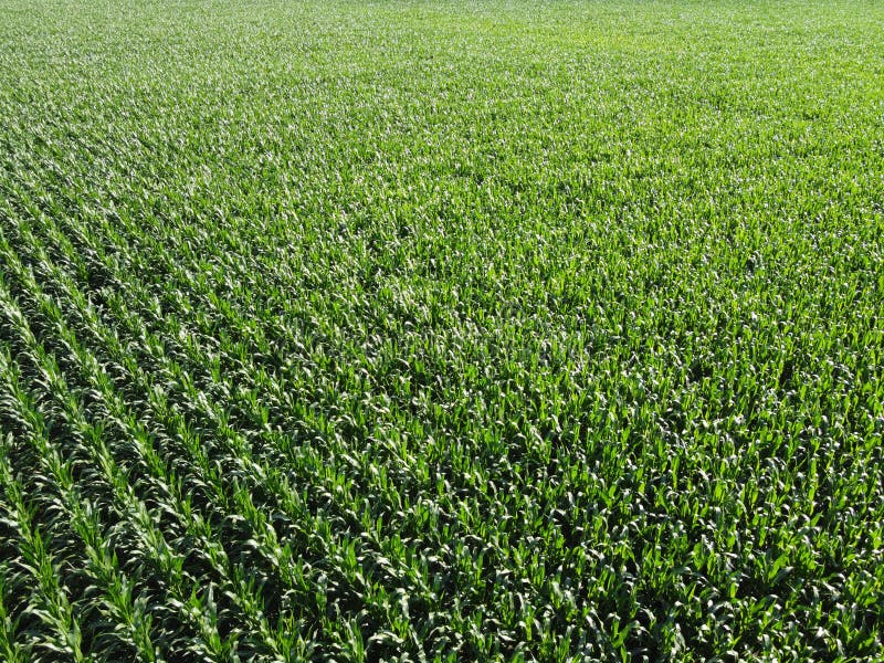 Extensive Corn Fields, Top View. Green Farm Fields, Landscape Stock ...