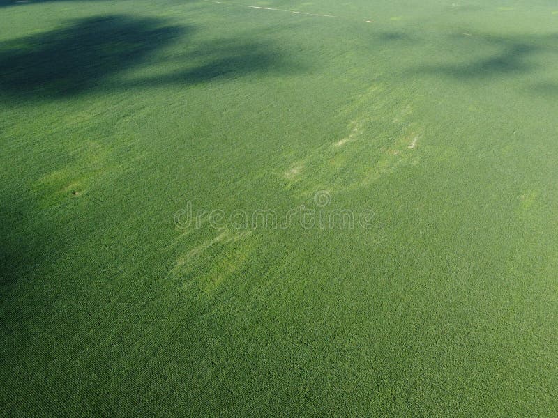 Extensive Corn Fields, Top View. Green Farm Fields, Landscape Stock ...