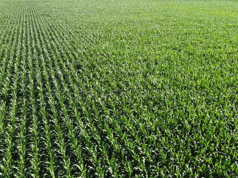 Extensive Corn Fields, Top View. Green Farm Fields, Landscape Stock ...