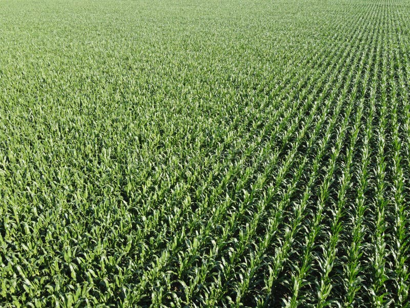 Extensive Corn Fields, Top View. Green Farm Fields, Landscape Stock ...