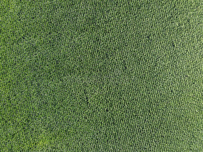 Extensive Corn Fields, Top View. Green Farm Fields, Landscape Stock ...