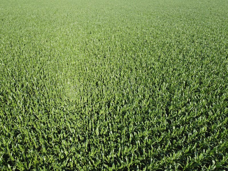 Extensive Corn Fields, Top View. Green Farm Fields, Landscape Stock ...