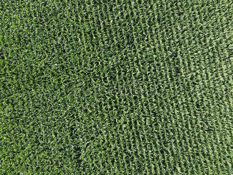 Extensive Corn Fields, Top View. Green Farm Fields, Landscape Stock ...
