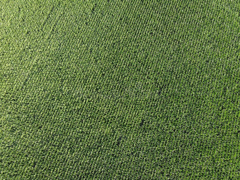 Extensive Corn Fields, Top View. Green Farm Fields, Landscape Stock ...