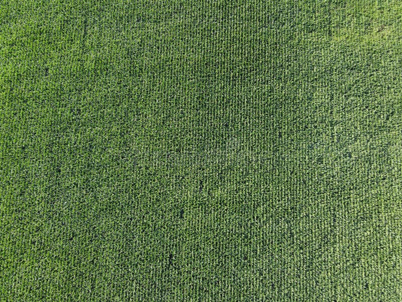 Extensive Corn Fields, Top View. Green Farm Fields, Landscape Stock ...