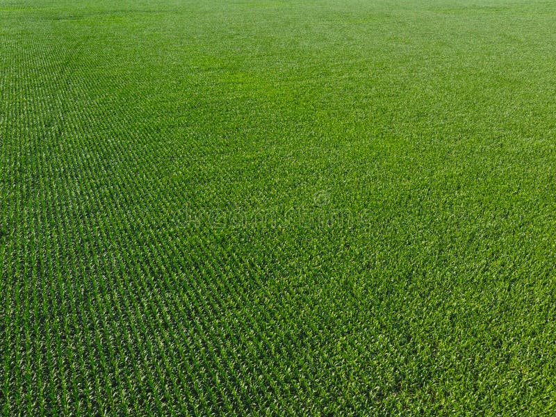 Extensive Corn Fields, Top View. Green Farm Fields, Landscape Stock ...