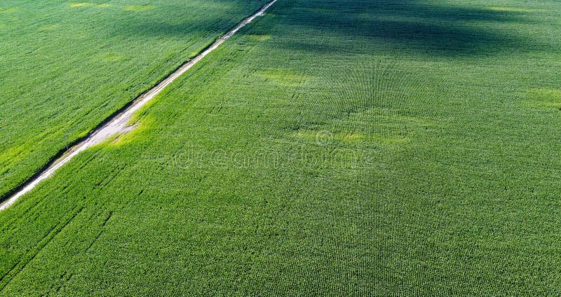 Extensive Corn Fields, Top View. Green Farm Fields, Landscape Stock ...