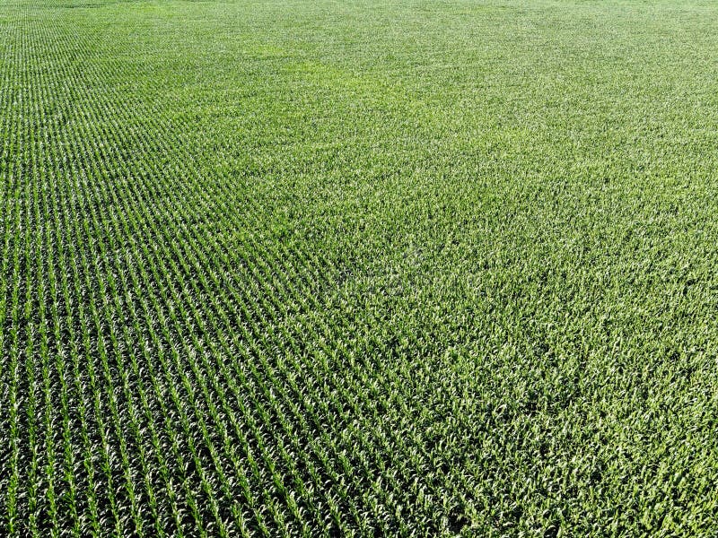 Extensive Corn Fields, Top View. Green Farm Fields, Landscape Stock ...