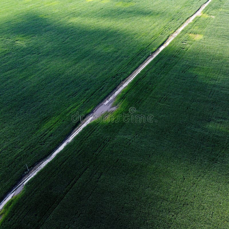 Extensive Corn Fields, Top View. Green Farm Fields, Landscape Stock ...