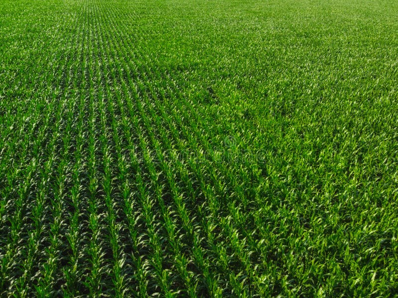 Extensive Corn Fields, Top View. Green Farm Fields, Landscape Stock ...