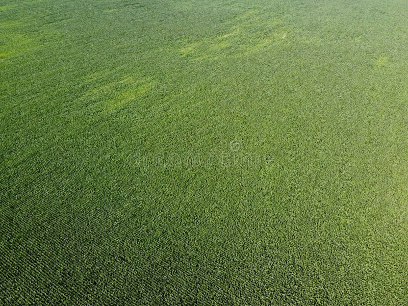Extensive Corn Fields, Top View. Green Farm Fields, Landscape Stock ...