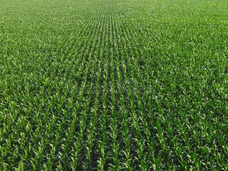 Extensive Corn Fields, Top View. Green Farm Fields, Landscape Stock ...