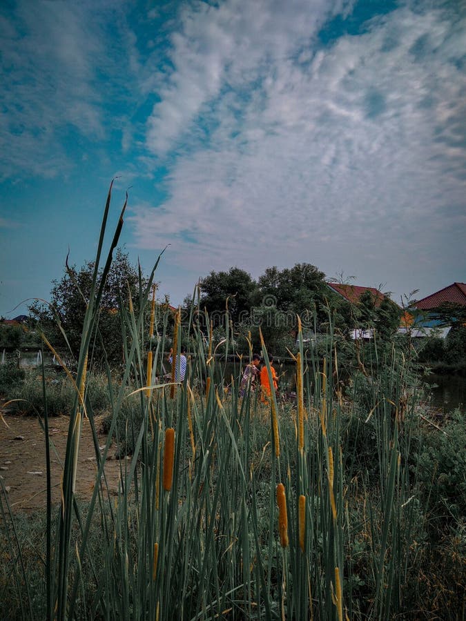 Extensive Land and Fertile Plants Stock Image - Image of nature ...