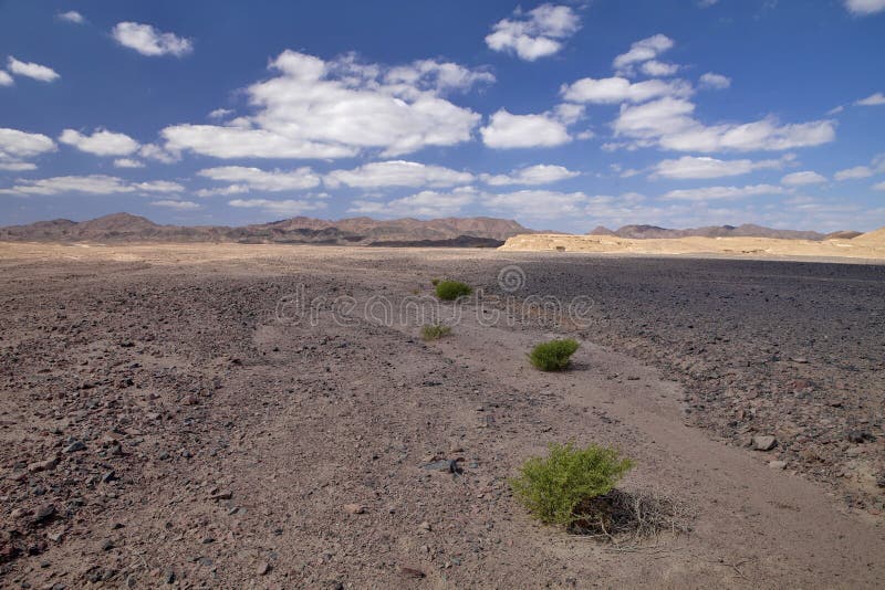 Extensive Stony Desert with E Green Bushes in Morocco Stock Photo ...