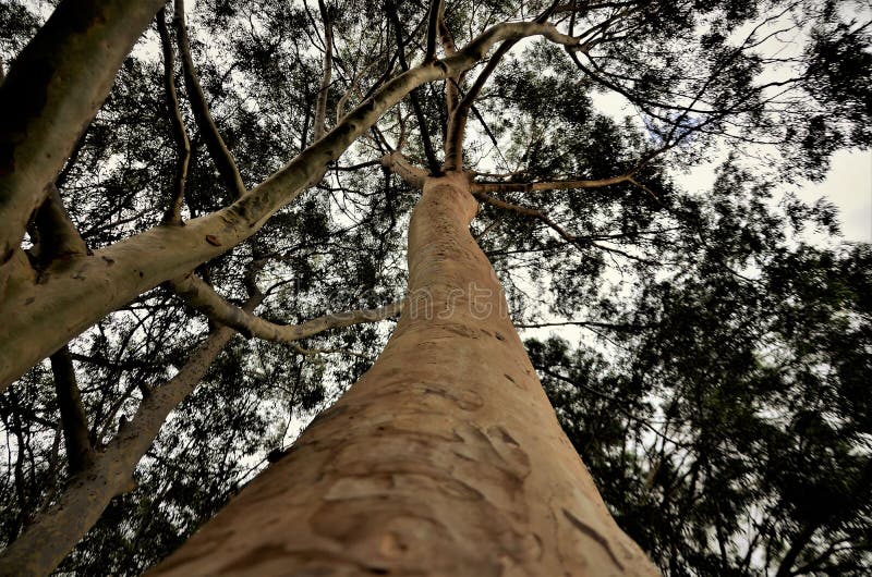 Trunk of Eucalyptus Tree in the Square Stock Photo - Image of ...