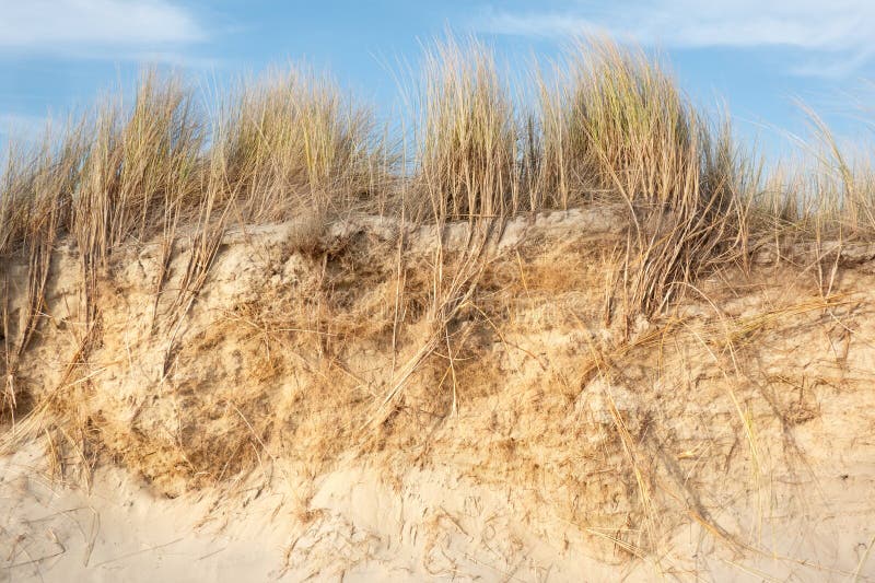 Roots of Marram Grass in Eroded Dune Stock Image - Image of sediment ...