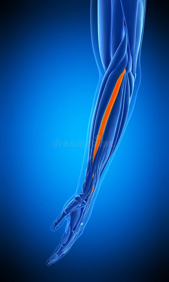 Extensor Carpi Radialis stock illustration. Illustration of muscle ...