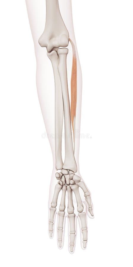 The Extensor Carpi Radialis Brevis Stock Illustration - Illustration of ...