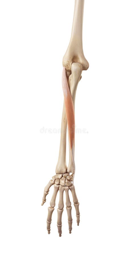 The extensor carpi ulnaris stock illustration. Illustration of white ...