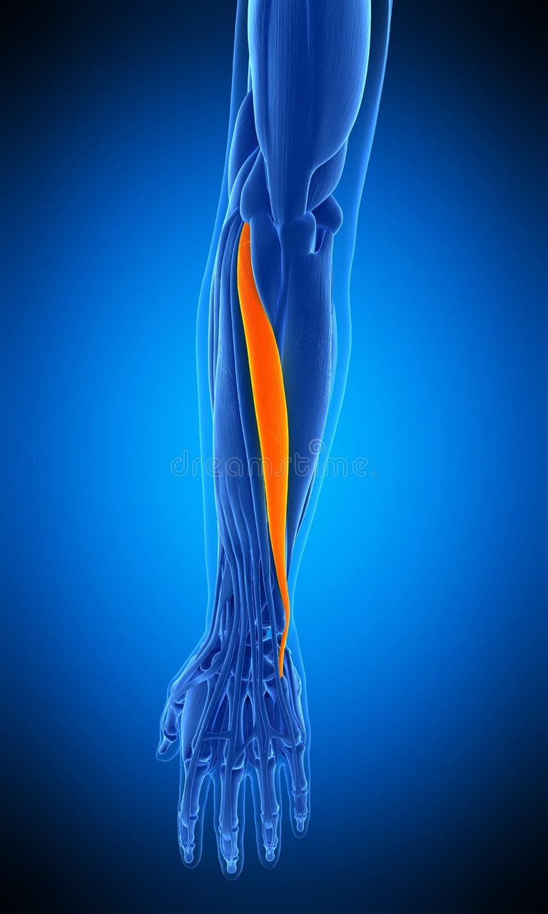 Extensor Carpi Ulnaris Stock Illustrations – 727 Extensor Carpi Ulnaris ...