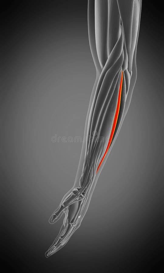 Extensor digiti minimi stock illustration. Illustration of health ...