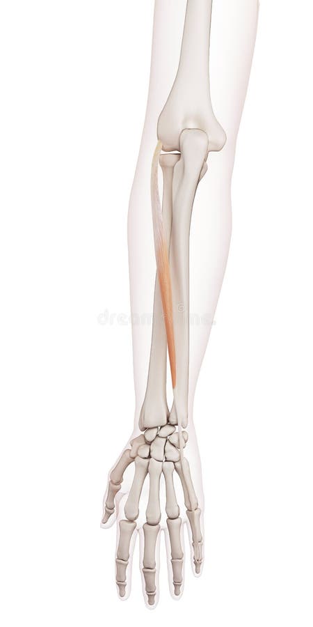 The extensor digiti minimi stock illustration. Illustration of ...