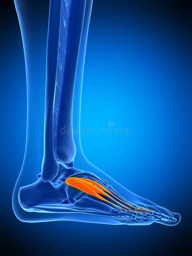 Extensor Digitorium Stock Illustrations – 2 Extensor Digitorium Stock ...